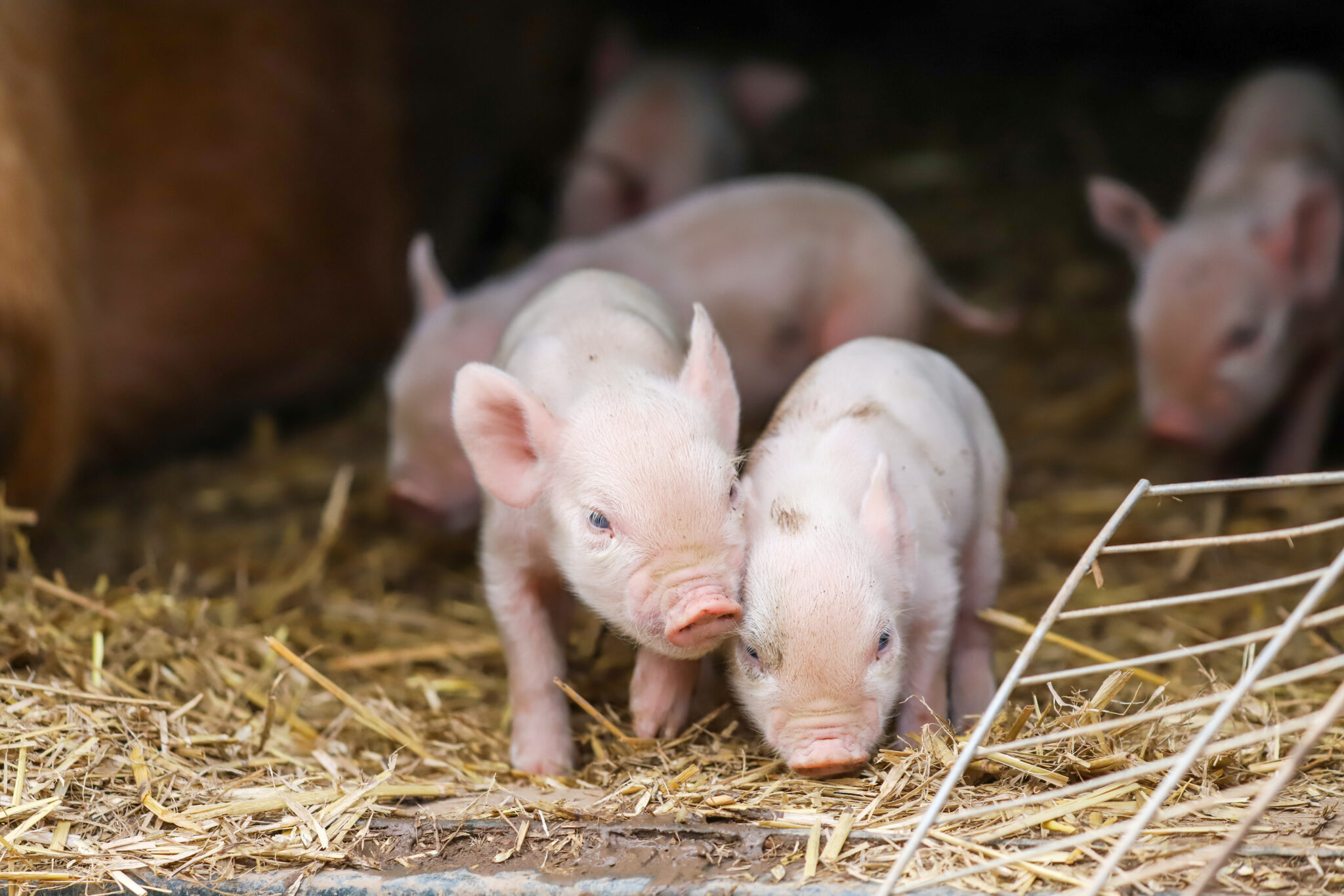 Piglets Arrive at Hurst Farm - Hurstpierpoint College